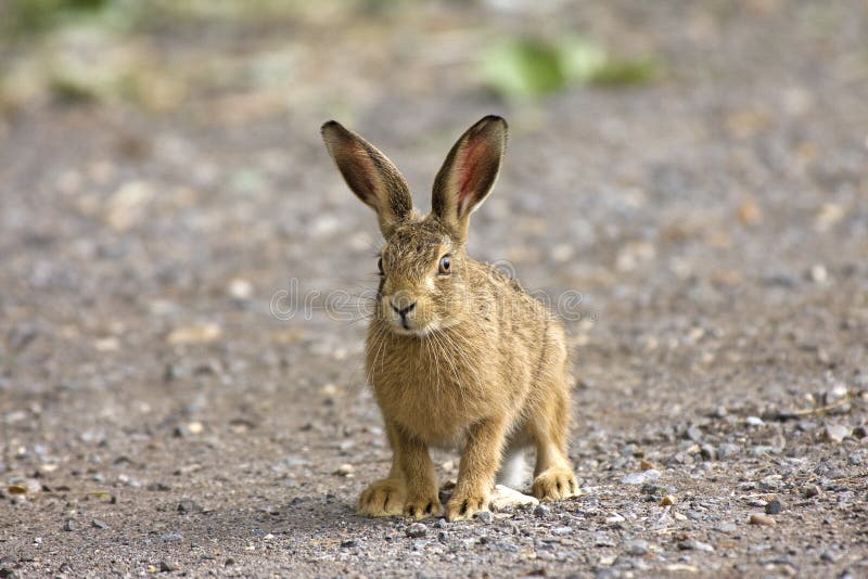 Baby hare leveret stock image. Image of easter, wiskers - 20031547