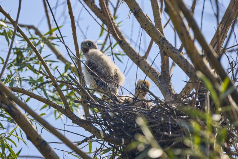 Baby hawk in a nest stock photo. Image of buteo, nature - 387955560