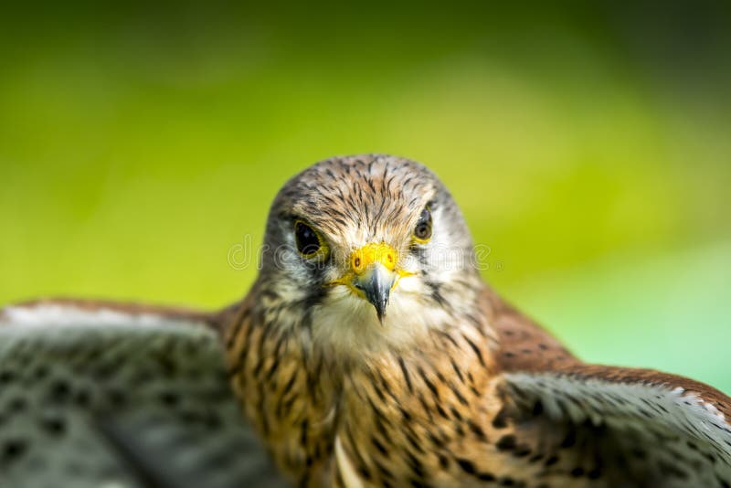 1,670 Baby Hawk Stock Photos - Free & Royalty-Free Stock Photos from ...