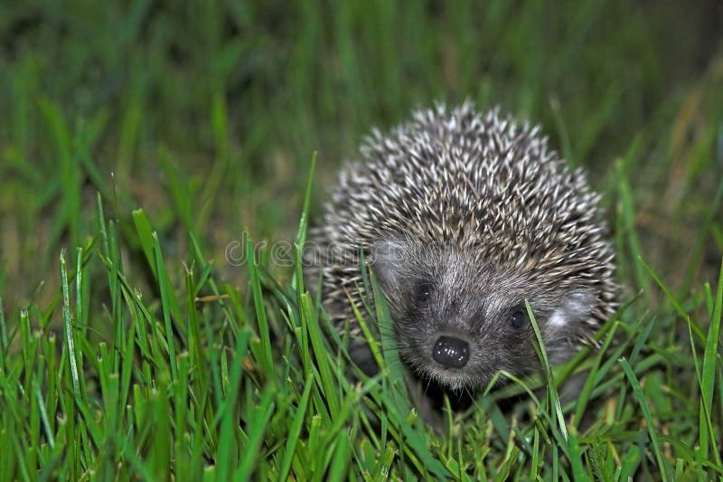 Smiling Baby Hedgehog