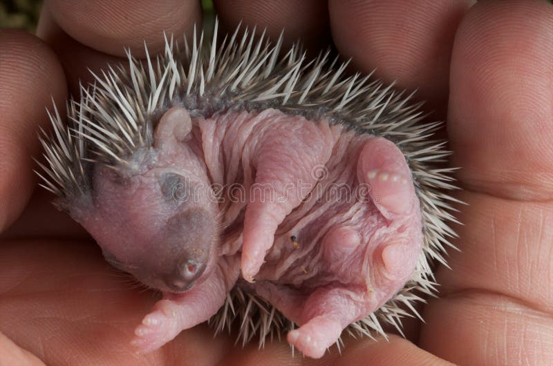 Baby Hedgehog