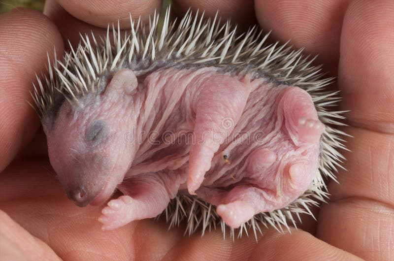 Hedgehog sleeping stock photo. Image of wild, insectivore - 27550148