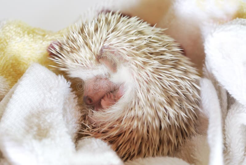 Baby hedgehog stock photo. Image of hedgehog, nocturnal - 22818776