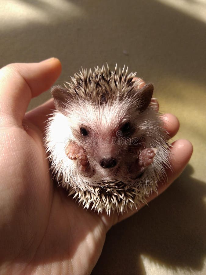 Baby Hedgehog feet stock photo. Image of feet, whiskers - 244875896