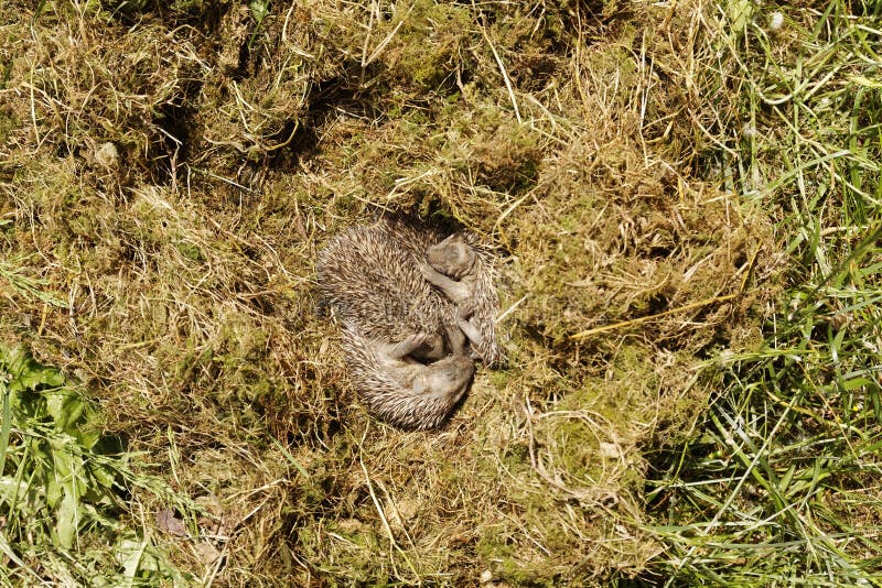 Baby hedgehog stock image. Image of mammal, spine, child - 31475483