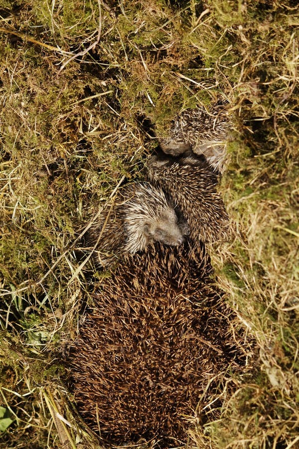 Sleeping Hedgehog Mother Baby Stock Photos - Free & Royalty-Free Stock ...