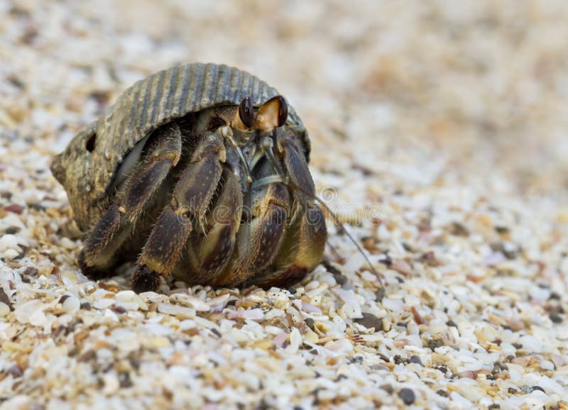 Baby Hemit Crab stock photo. Image of black, eyes, fauna - 58277614