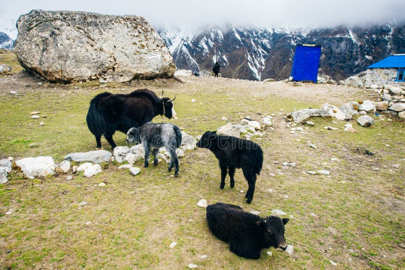 309 Baby Yak Stock Photos - Free & Royalty-Free Stock Photos from ...