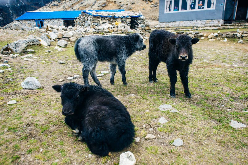 Baby Himalayan Yak on Himalayas Nepal Stock Image - Image of ladakh ...