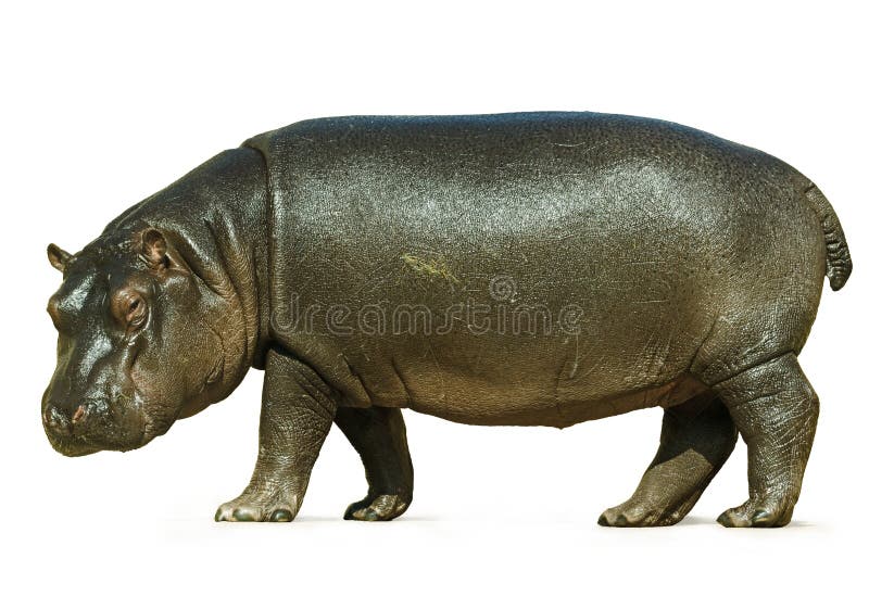 Baby Hippo Isolated on White Background Stock Photo - Image of strength ...