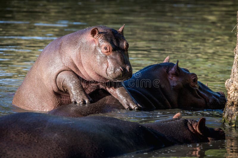 Baby hippo stock photo. Image of huge, family, africa - 268420690