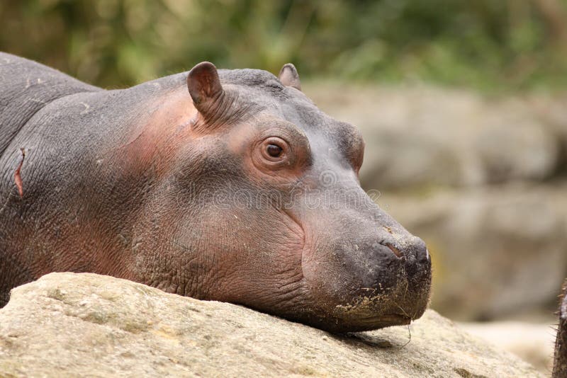 Baby Hippo Restings It Head On A Rock Stock Image - Image of baby, rock ...