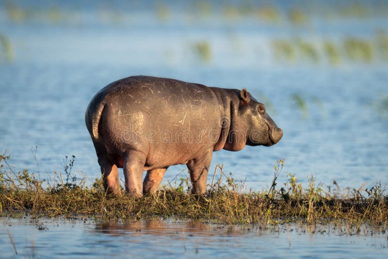 Baby Hippo Stands on Island in River Stock Photo - Image of botswana ...