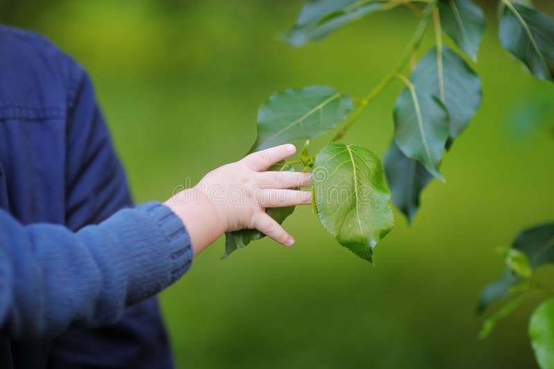 Baby Holding Branch of the Tree Stock Photo - Image of foliage ...