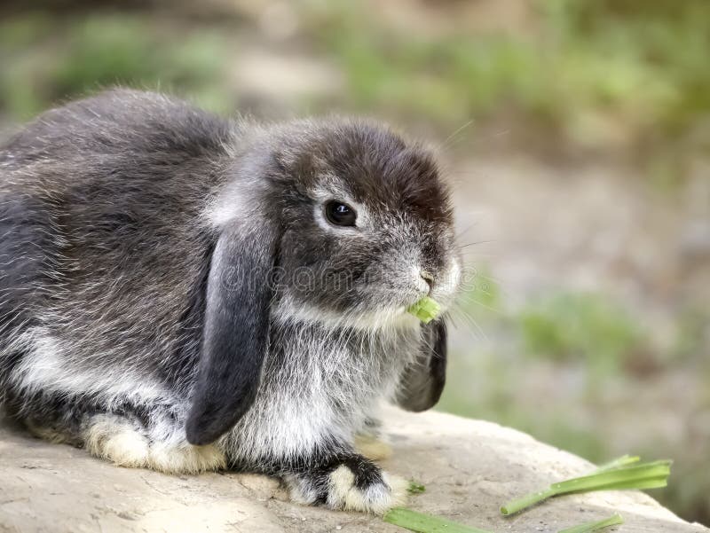 Baby Holland Lop Bunny Rabbit Broken Blue Color Stock Image - Image of ...