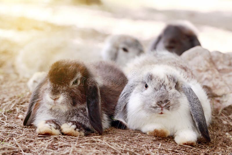 Baby Holland Lop Bunny Rabbit Broken Blue Color Stock Image - Image of ...