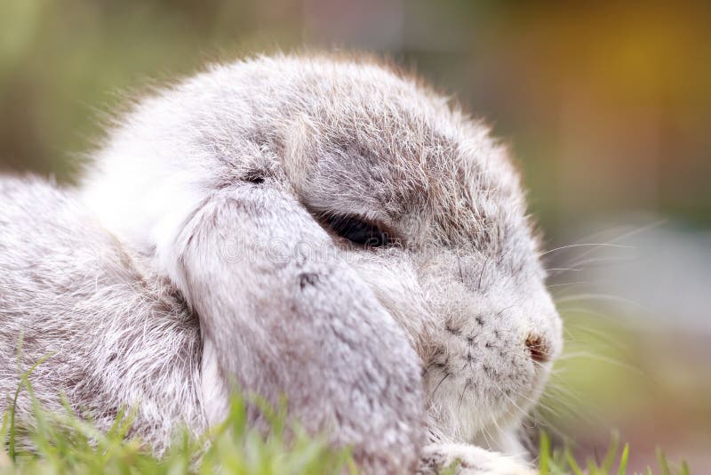 Baby Holland Lop Bunny Rabbit Blue Tort Color Stock Image - Image of ...
