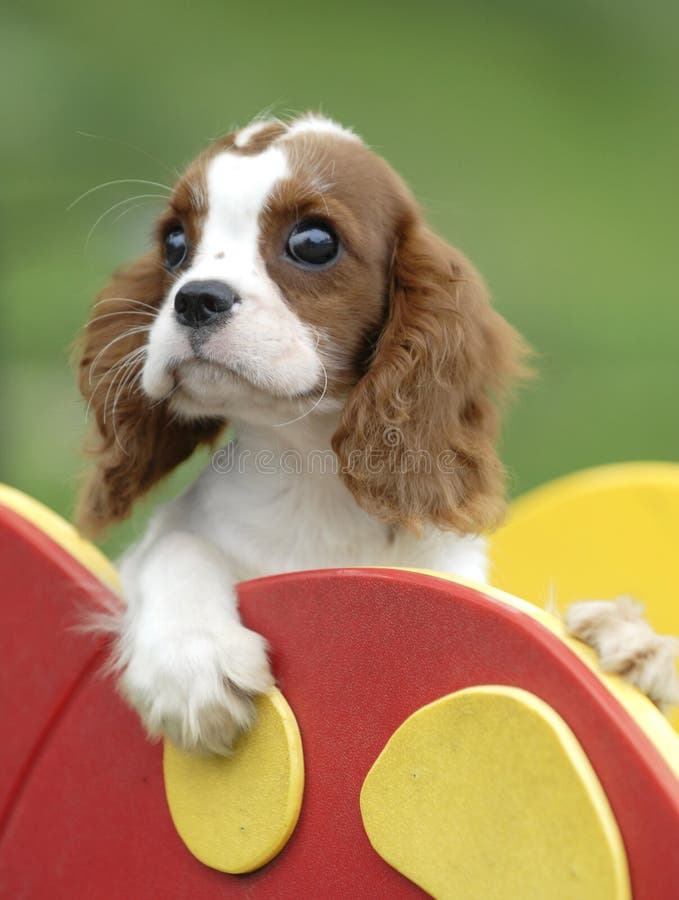 Baby hond stock afbeelding. Image of achtergrond, leuk - 4893745