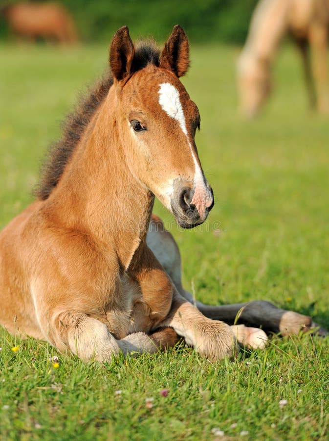 Baby horse. 1 day stock photo. Image of mare, grass, animal - 27721834