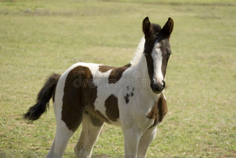 Baby Horse stock photo. Image of horse, cute, pasture - 2090064