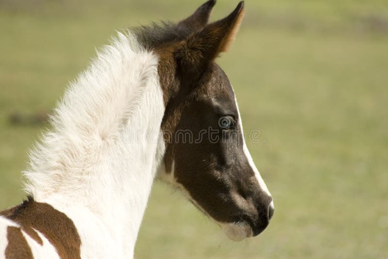 Baby Horse stock image. Image of pasture, farm, baby, animal - 2090087