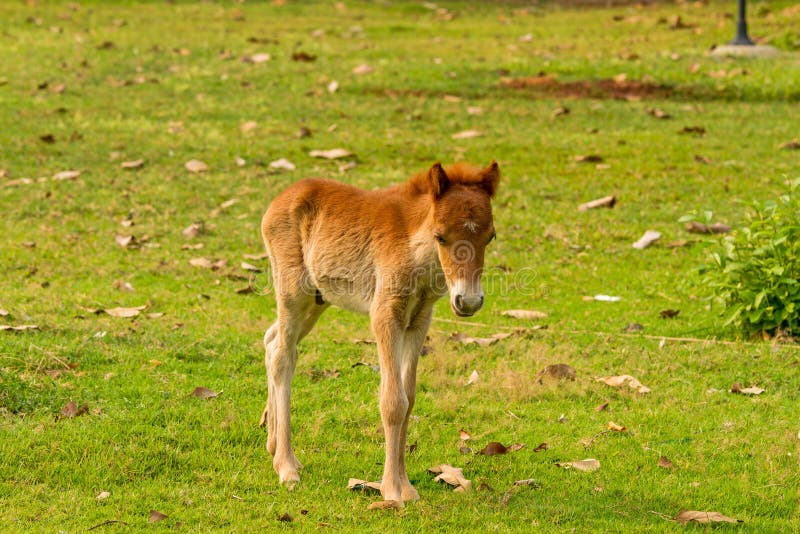 Baby horse stock image. Image of young, alone, pony, brown - 52077849