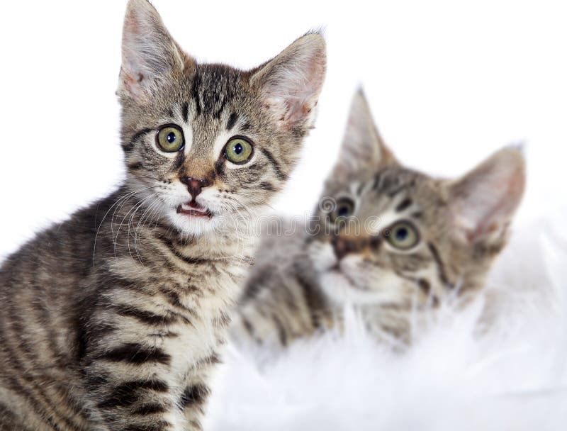 Baby House Cat with Tiger Pattern Stock Image - Image of portrait ...