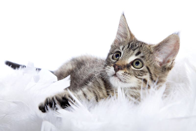 Baby House Cat with Tiger Pattern Stock Image - Image of facing, eyes ...