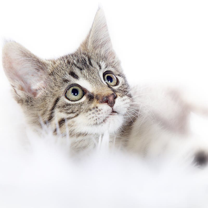 Baby House Cat with Tiger Pattern Stock Photo - Image of isolated, eyes ...