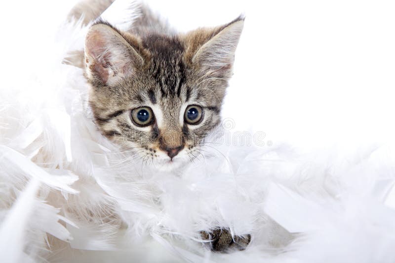 Baby House Cat with Tiger Pattern Stock Image - Image of posing ...