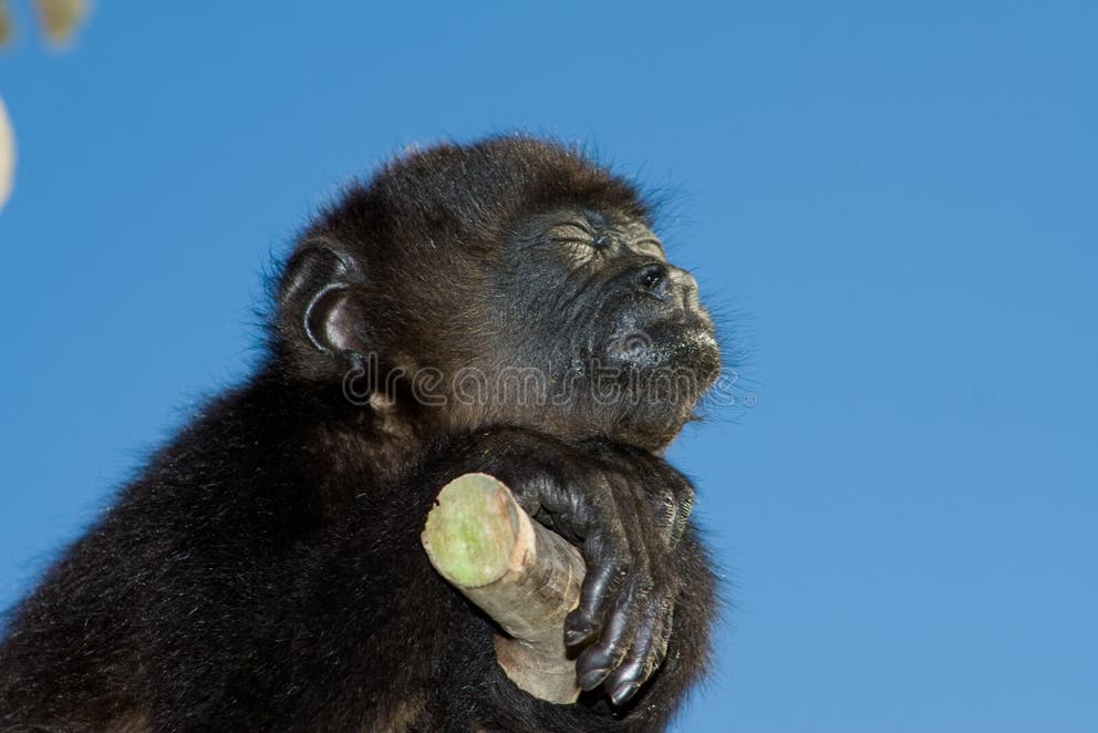 Baby Howler Monkey stock photo. Image of primate, branch - 10953450