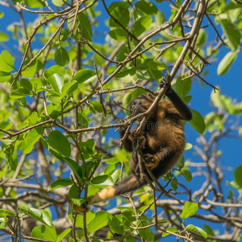 Baby Howler Monkey Sitting in a Tree Stock Photo - Image of tropical ...