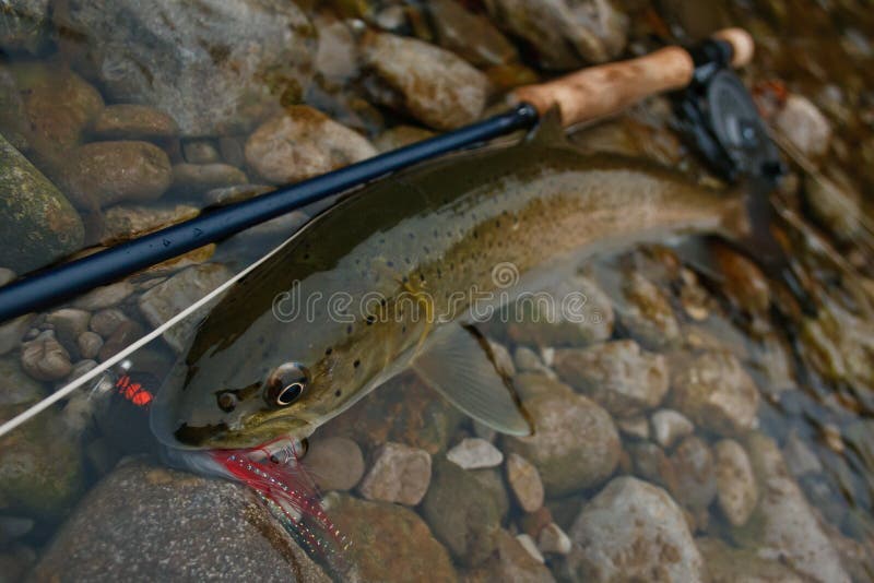 Kupa Fish Stock Photos - Free & Royalty-Free Stock Photos from Dreamstime