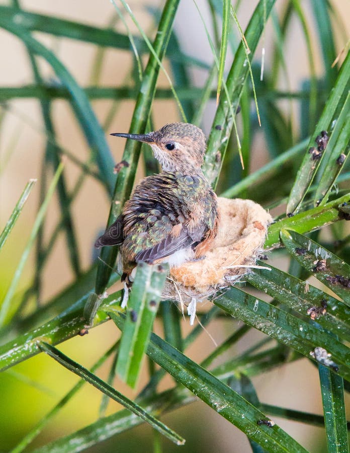 Two Baby Hummingbird Chicks in a Nest Stock Photo - Image of twins ...