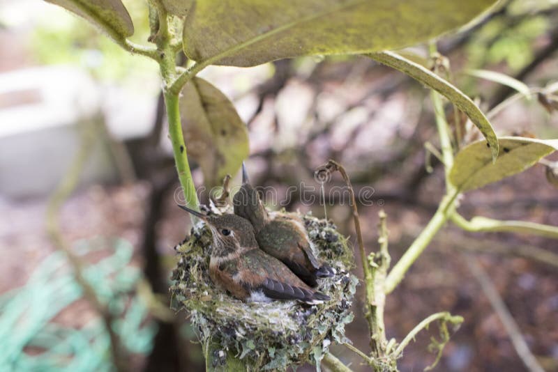 Baby hummingbirds nesting stock image. Image of baby - 132790043