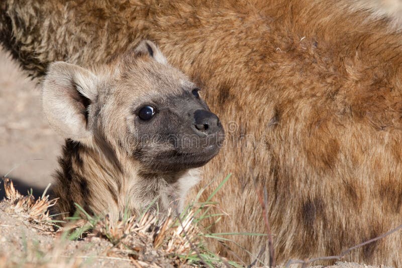 Baby hyena stock photo. Image of predator, protection - 22417888