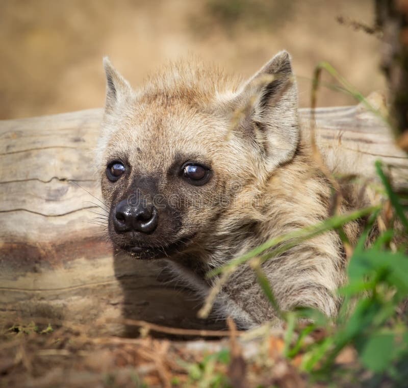 Small Hyena Pup Playing Walking Outside Its Den in Early Morning Stock ...