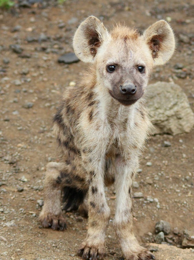 Baby Hyena stock image. Image of south, ears, scavenger - 36687647