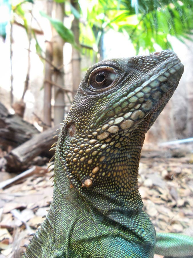 Baby Iguana looking stock image. Image of island, bonaire - 9900249