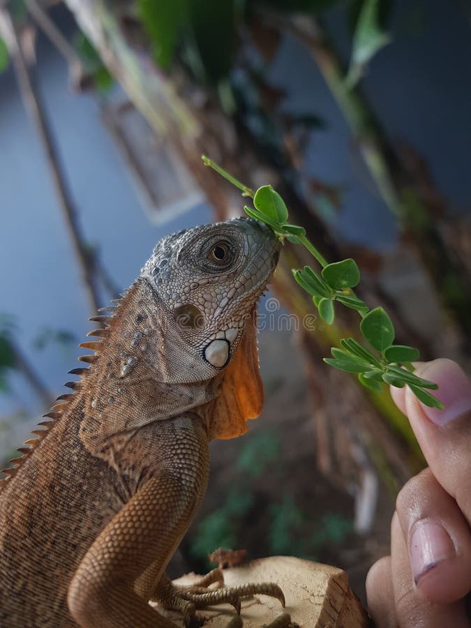 Baby red iguana on wood stock photo. Image of frog, green - 257640482