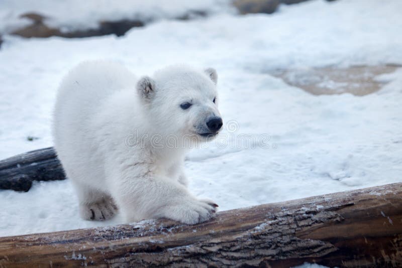 Baby Ijsbeer Wallpapers Ijsbeer En Zijn Baby. Globale Opwarming Van De