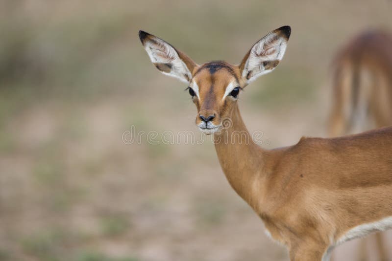 Baby Impala portrait stock image. Image of wildlife, ears - 65066539