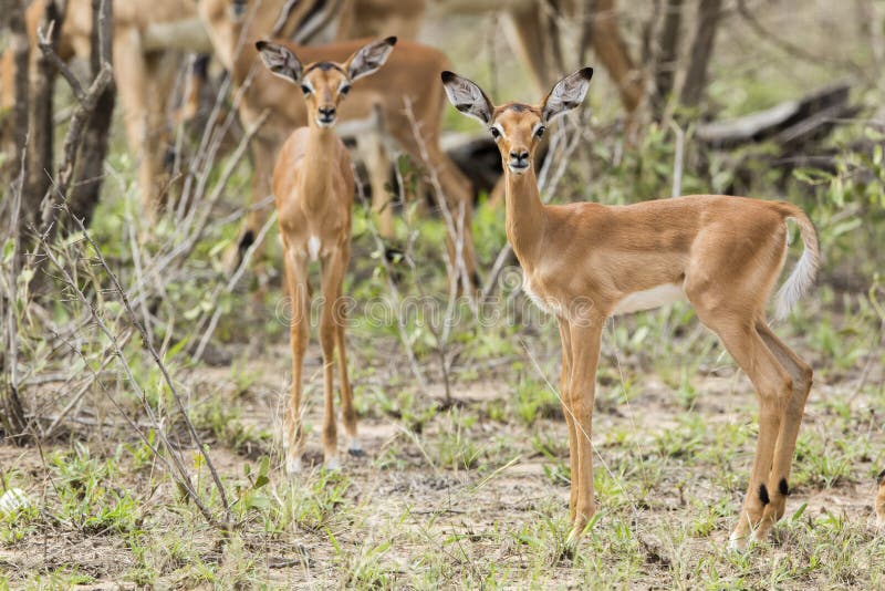 Baby Impala South Africa stock photo. Image of eyes, south - 65066354