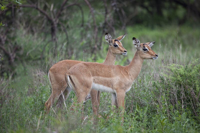 Baby Impala stock image. Image of environment, wild, grass - 64855401