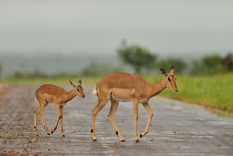 Baby Impala in the Wilderness Stock Image - Image of aepycerotinae ...