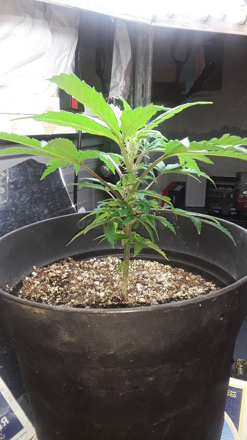 Baby Indica from Seed stock image. Image of indica, marijuana - 170435053