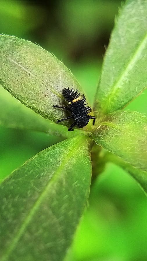 Baby Insect Was Trying To Eat Stock Image - Image of fawas, insect ...