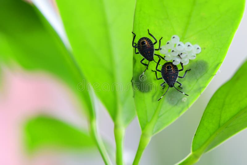 Baby Insects and Eggs on the Leaf Stock Image - Image of eyes, natural ...
