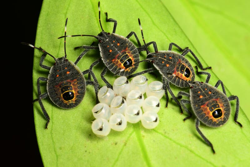 Baby Insects and Eggs on the Leaf Stock Image - Image of eyes, natural ...