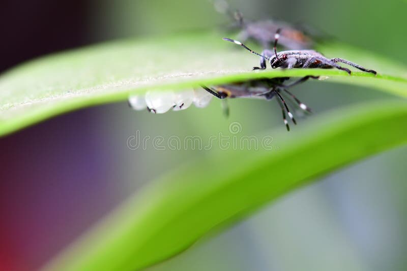 Baby insects on the leaf stock image. Image of green - 180880939